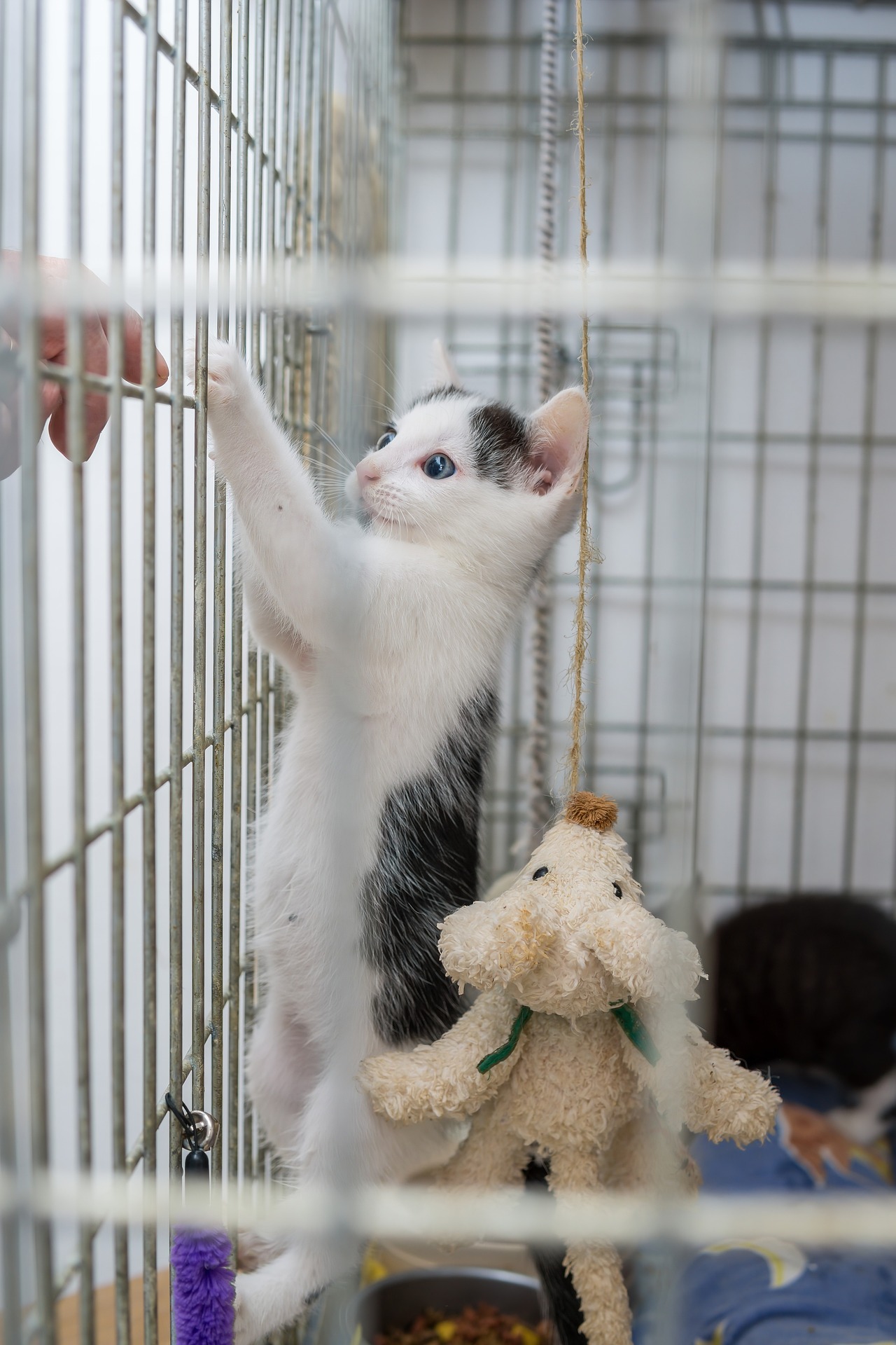 Réussir l’adoption d’un animal en refuge