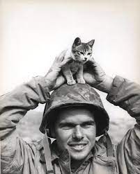 Les chats pendant la guerre