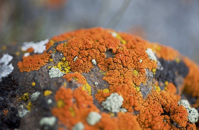 Connaître les lichens
