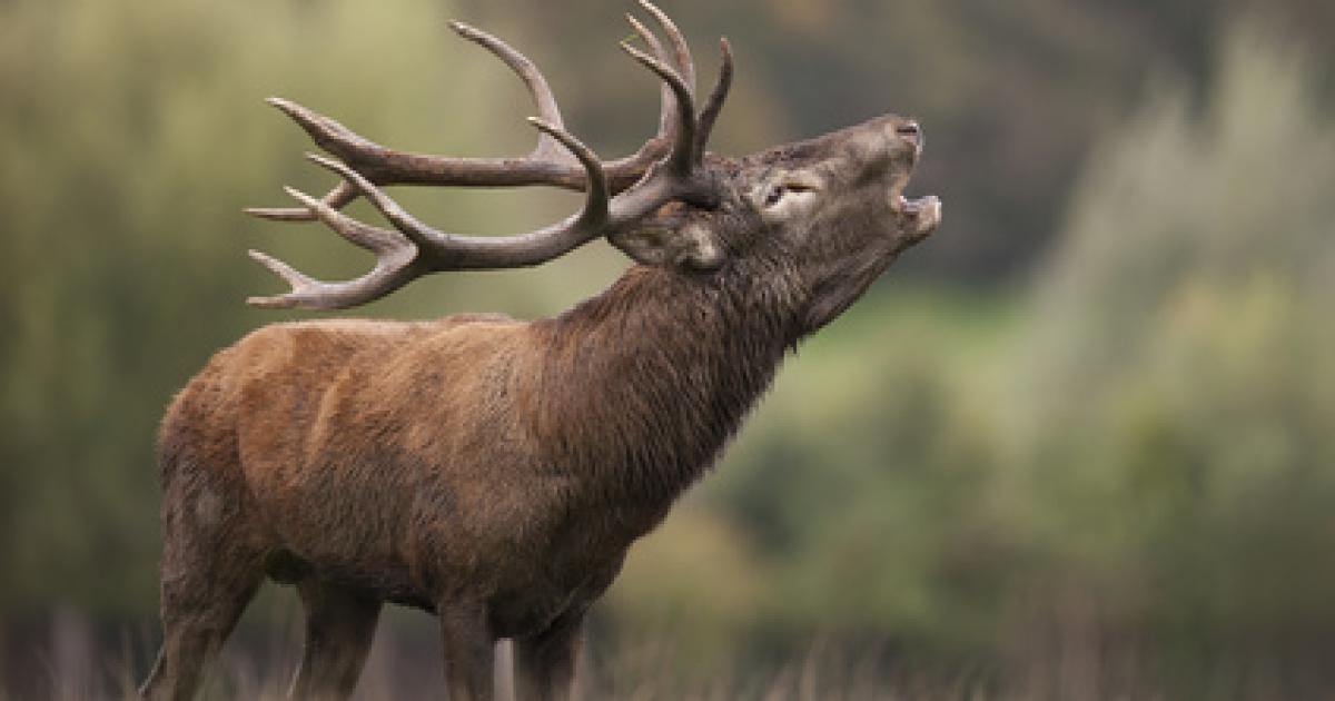 A la rencontre du cerf en Aveyron