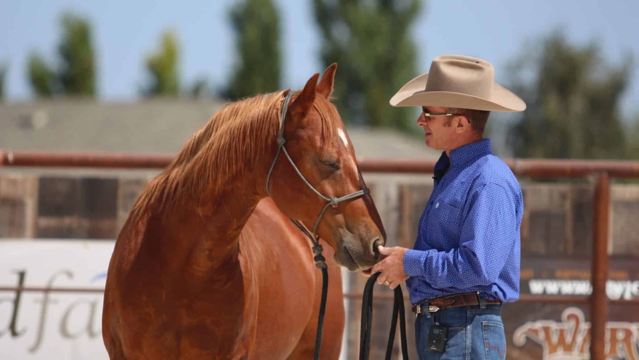Apprendre des chevaux